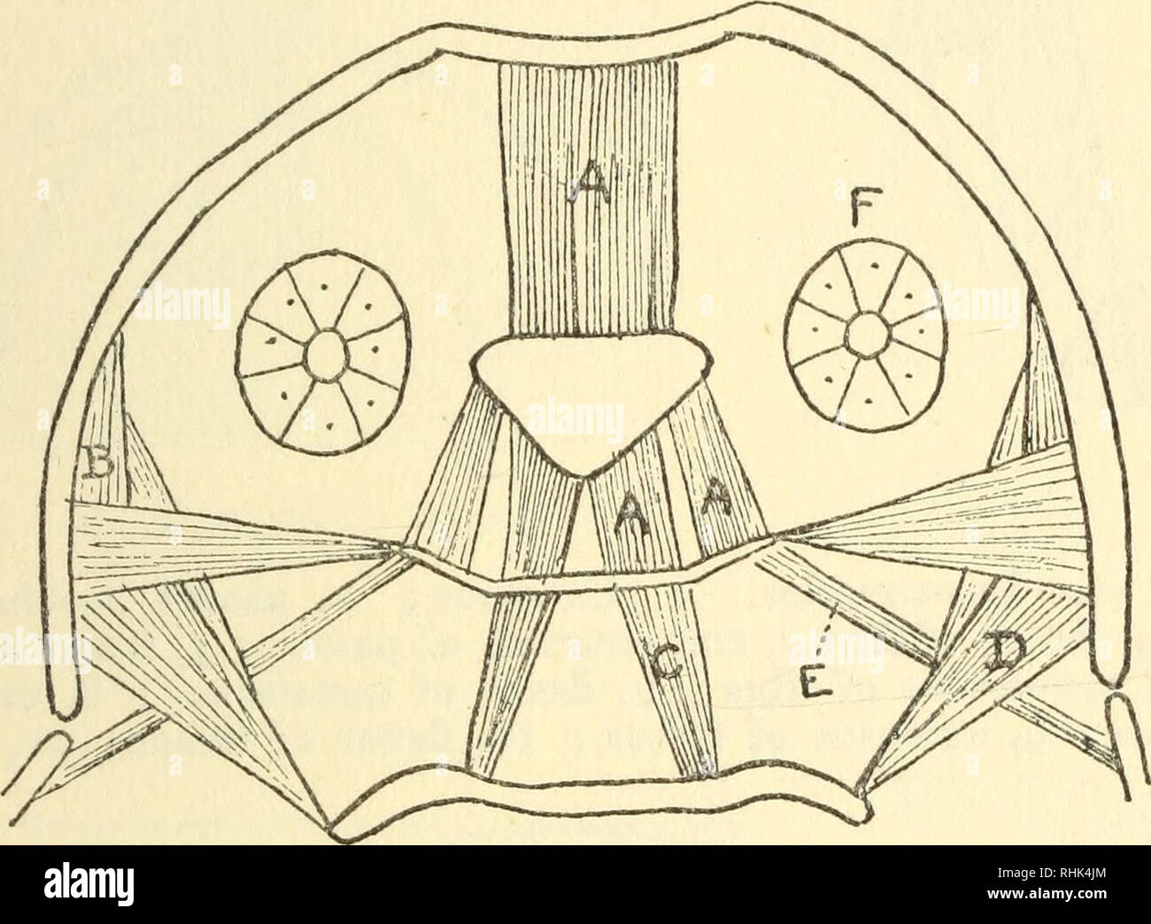 . The biology of spiders. Spiders; Insects. INTERNAL STRUCTURE 49 where ...