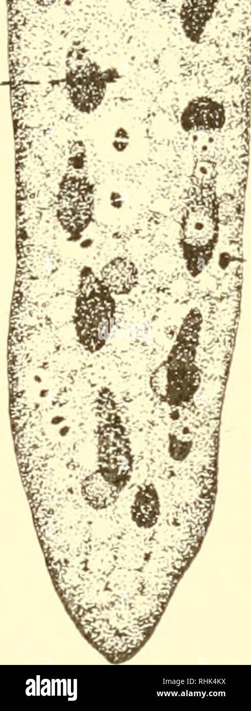 . The biology of the protozoa. Protozoa; Protozoa. *i—m Fig. 17 Fig. 18 ...