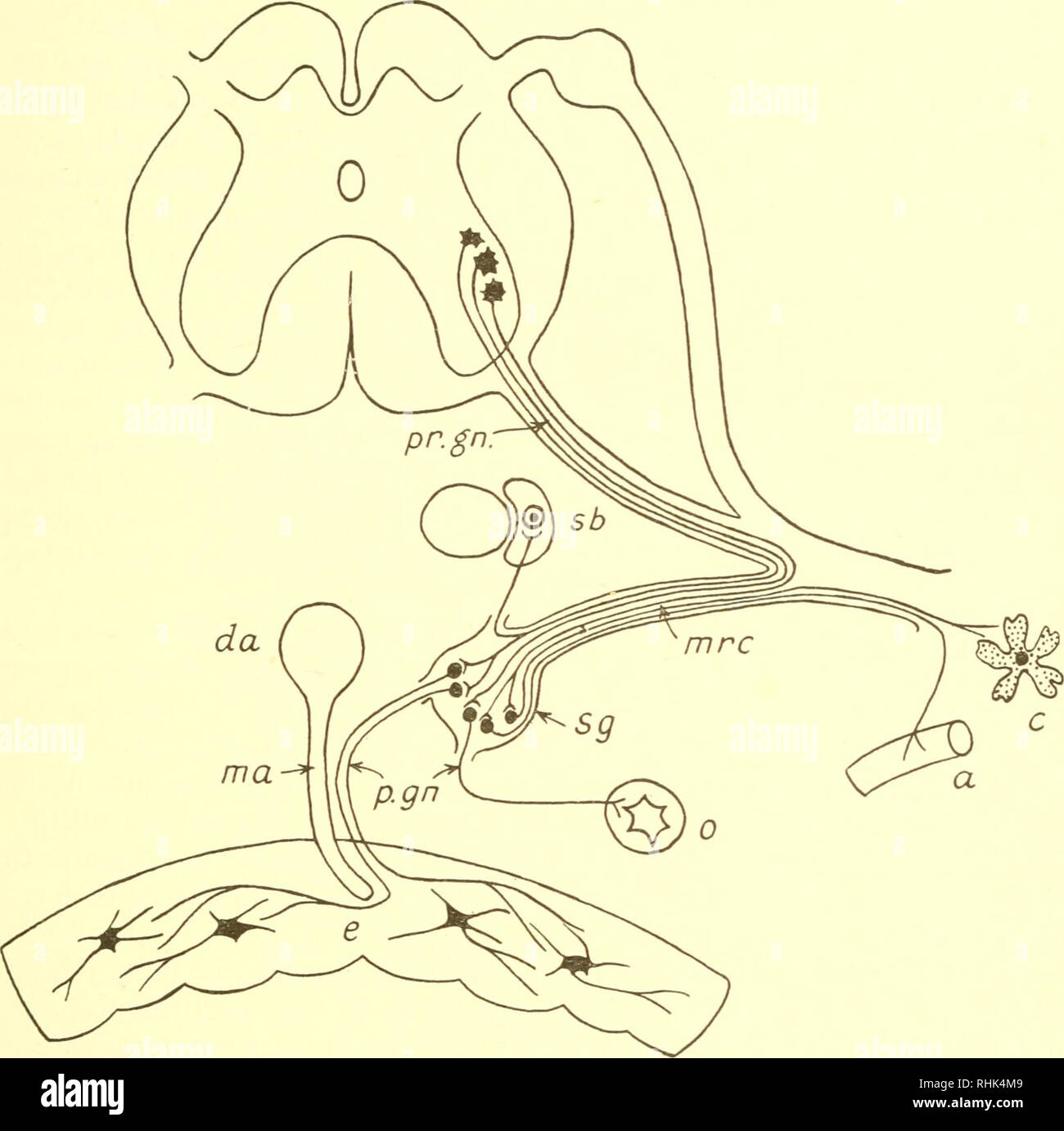 Fish gill diagram hi-res stock photography and images - Alamy