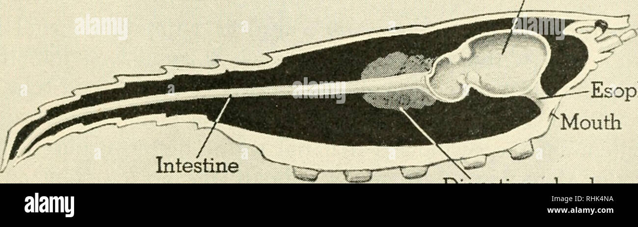 . Biology and man. Biology; Human beings. Intestine "" ^ Stomach Fish r ...
