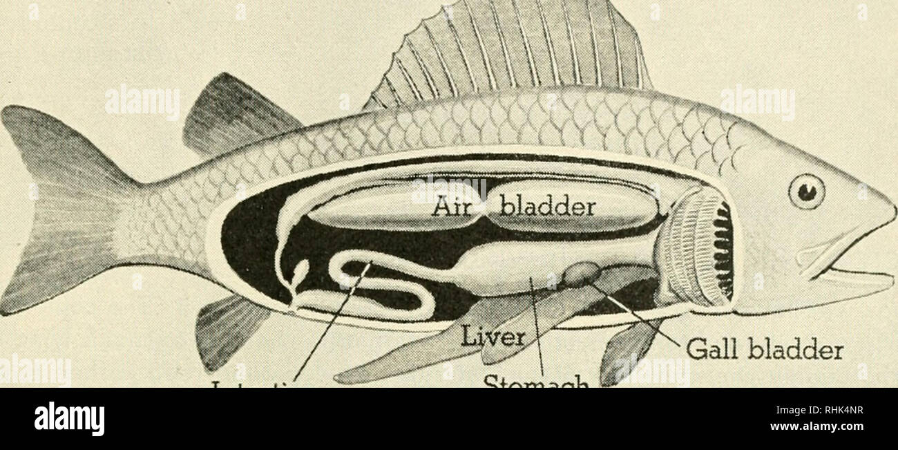 . Biology and man. Biology; Human beings. Cloaca Large intestine ...