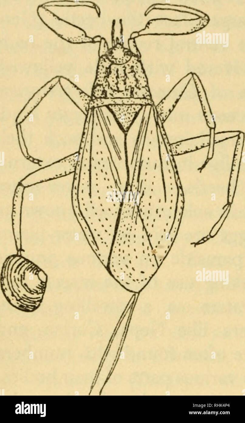 Nosema disease hi-res stock photography and images - Alamy