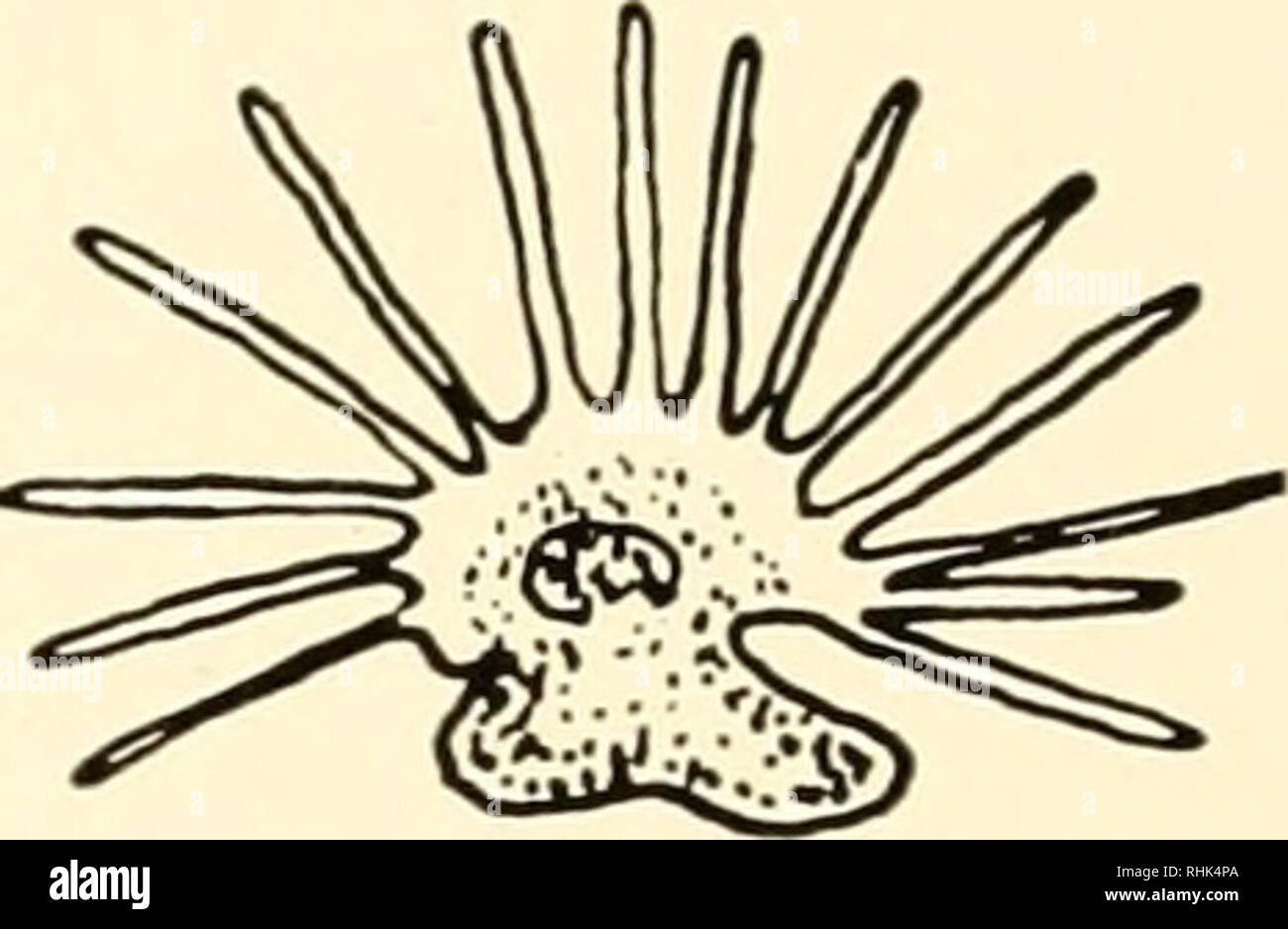 . The biology of hydra and of some other coelenterates, 1961. Hydra ...