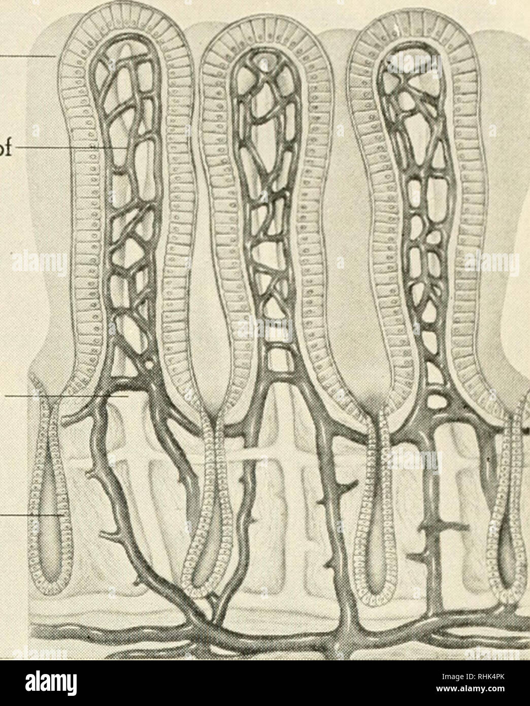 Villi from small intestine hi-res stock photography and images - Alamy