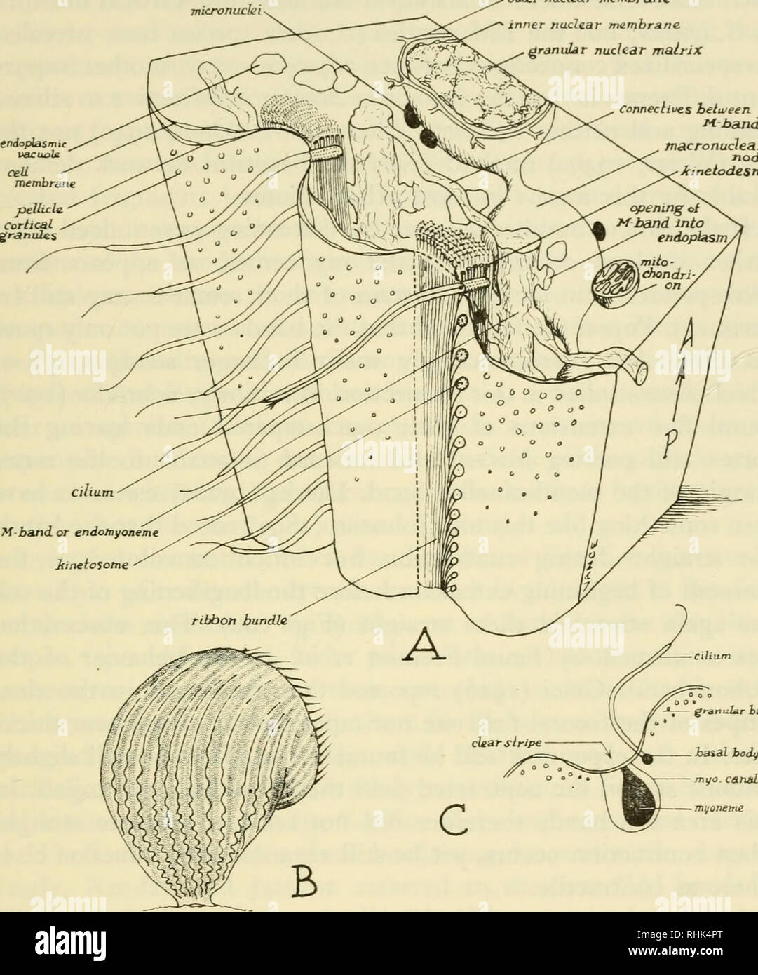 Stentor structure hi-res stock photography and images - Alamy