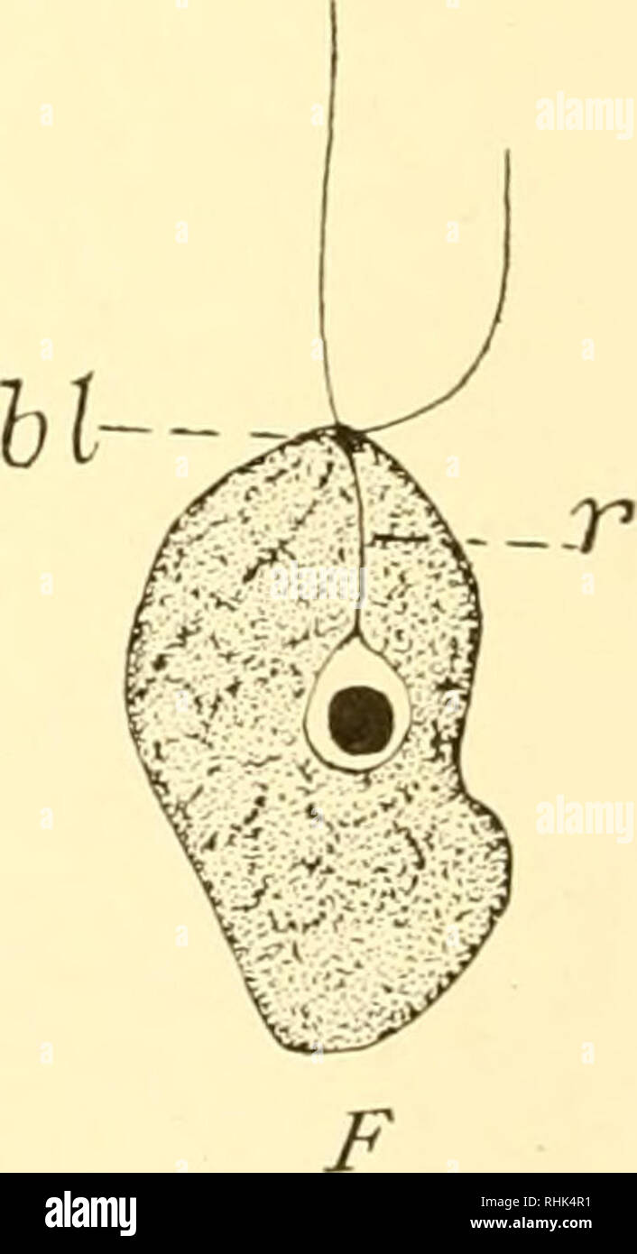 . The biology of the protozoa. Protozoa; Protozoa. Fig. 13.—Diphasic ...