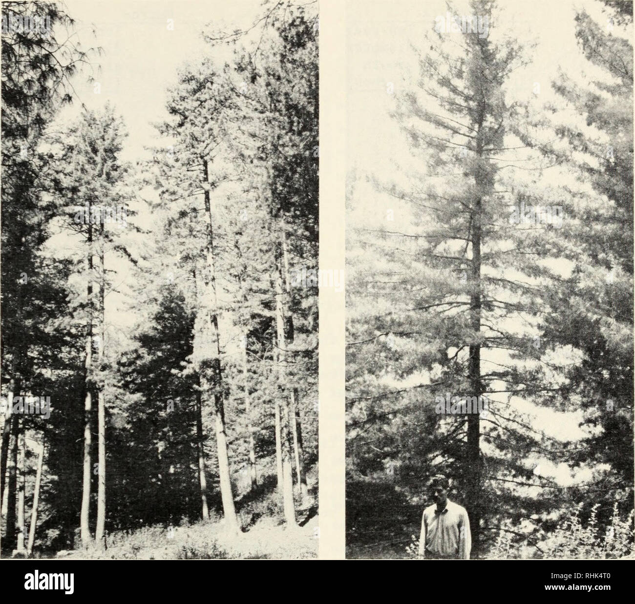 . Biology of rust resistance in forest trees : proceedings of a NATO ...