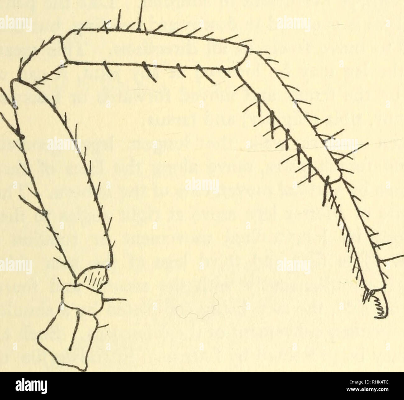 . The biology of spiders. Spiders; Insects. EXTERNAL STRUCTURE 33 or ...