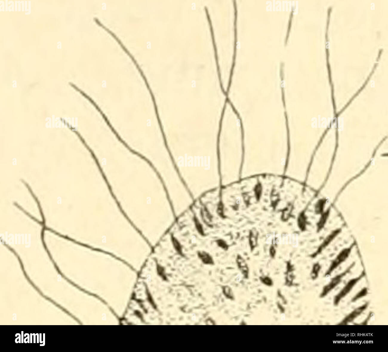 tk rules coloring pages