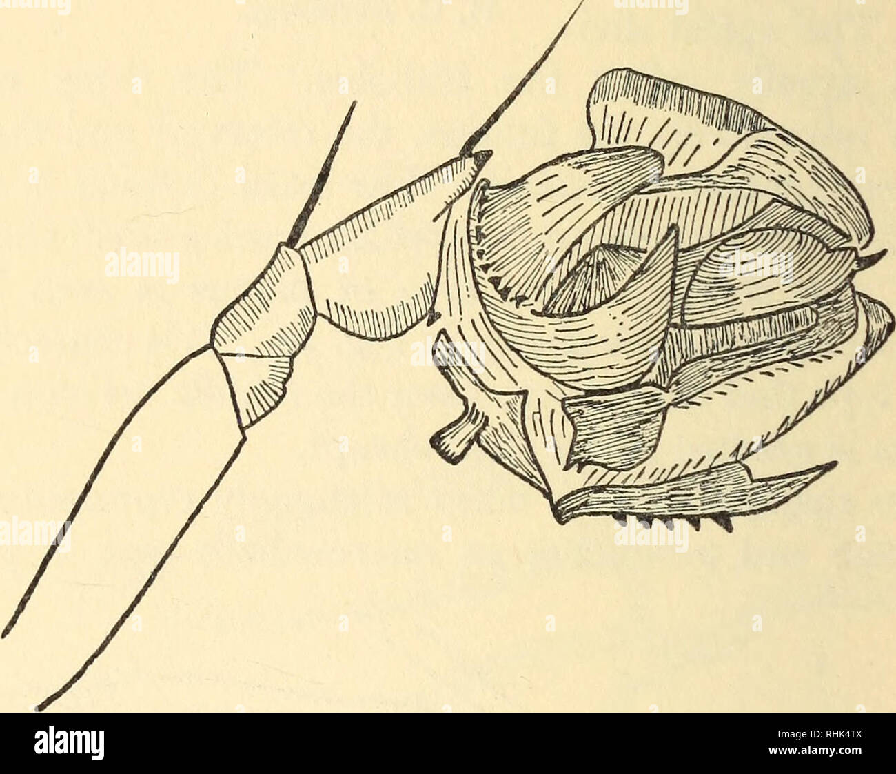 . The biology of spiders. Spiders; Insects. 32 THE BIOLOGY OF SPIDERS ...
