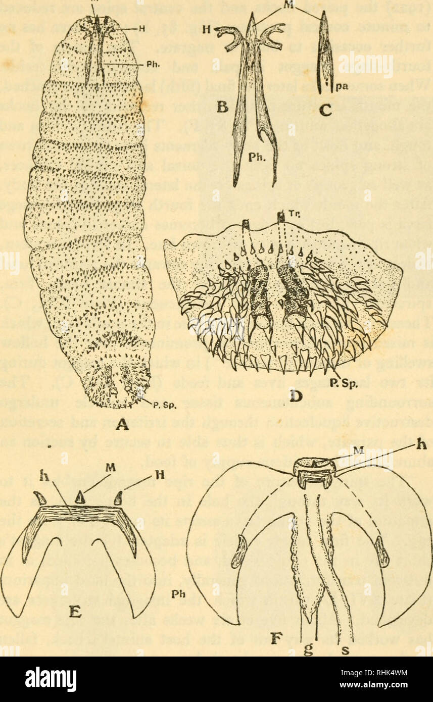 . The biology of insects. Insects -- Biology. INSECTS AND OTHER ...