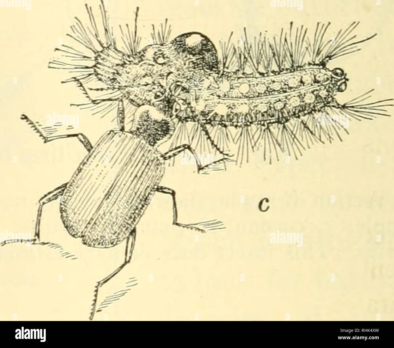. Biology and human life. Biology. Fig. 240. The calosoma beetle ...