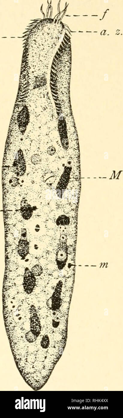 . The biology of the Protozoa. Protozoa; Protozoa. M. Fig. 15 Fig. 16 ...