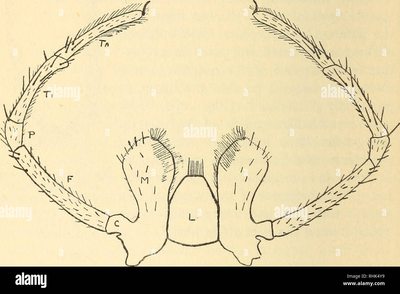 . The biology of spiders. Spiders; Insects. 28 THE BIOLOGY OF SPIDERS ...