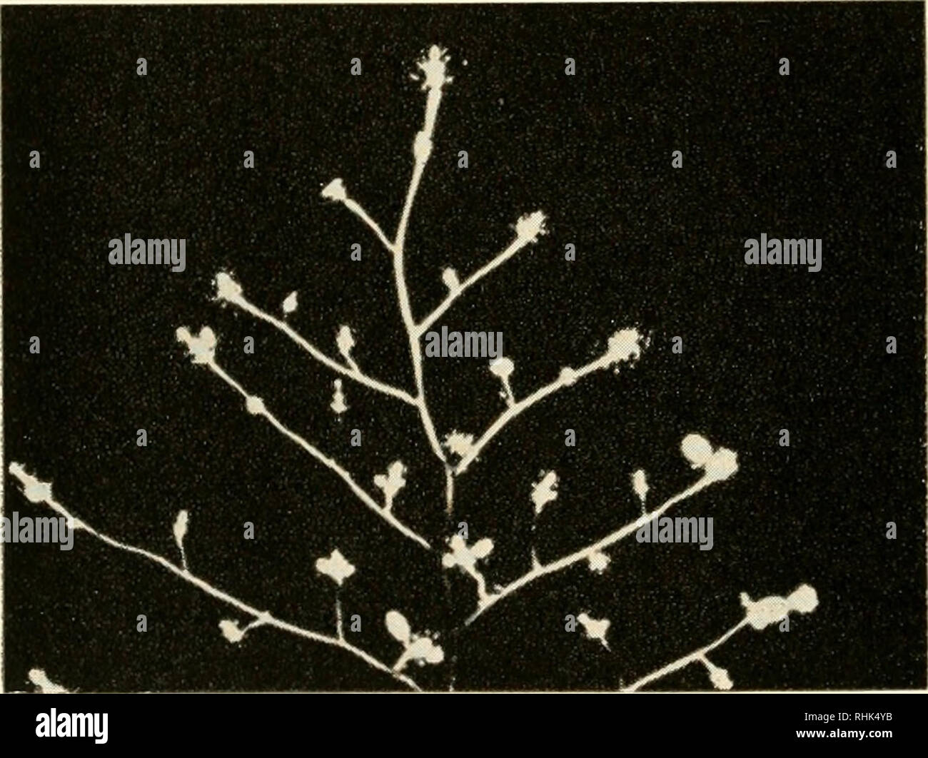 . The biology of hydra and of some other coelenterates, 1961. Hydra ...