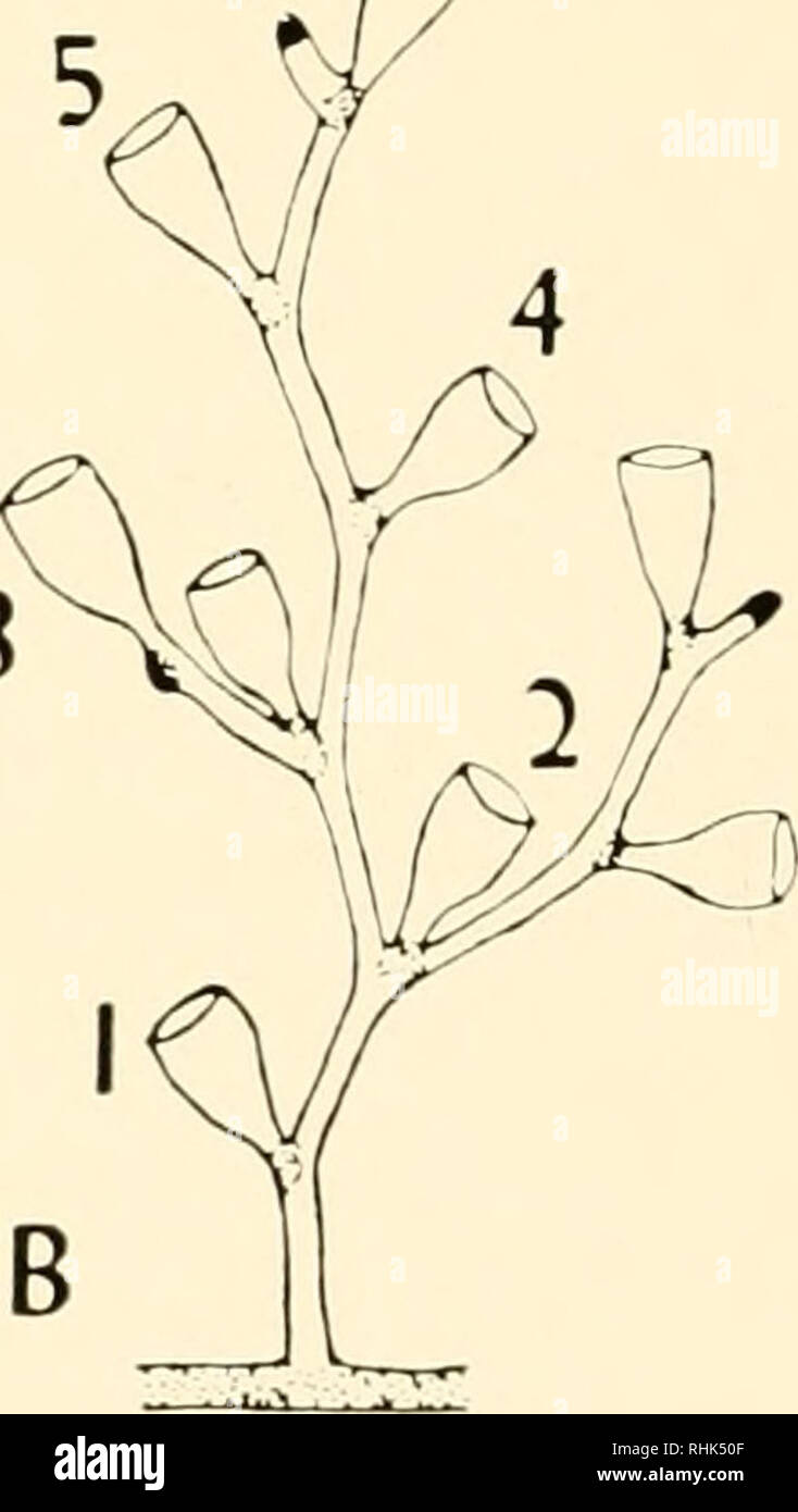 Thecate hydroids hi-res stock photography and images - Alamy