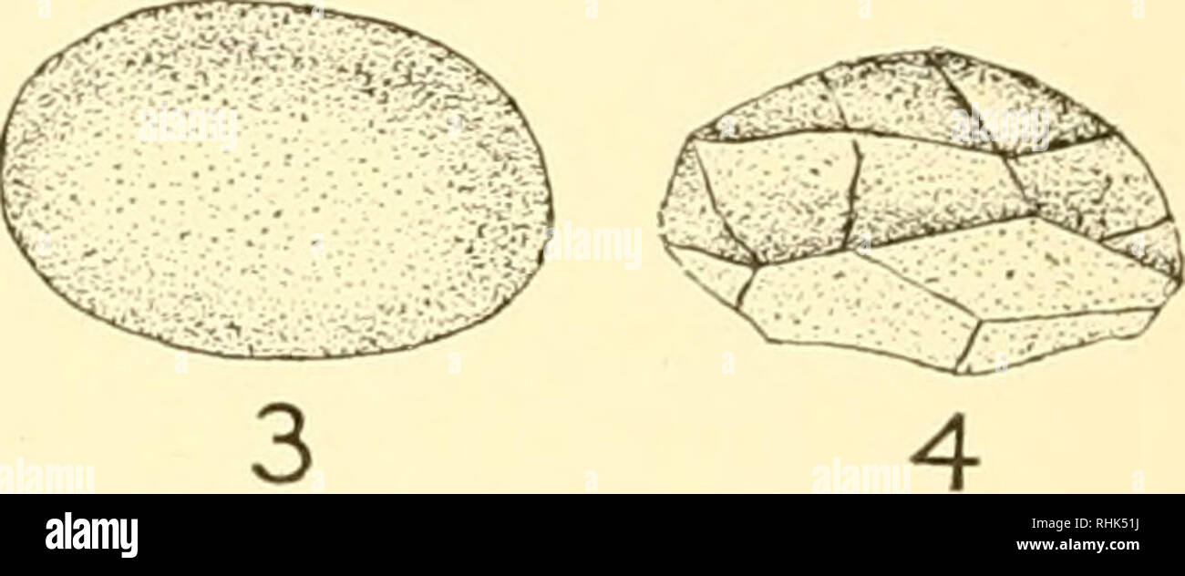 Protozoa paramecium caudatum hi-res stock photography and images - Alamy