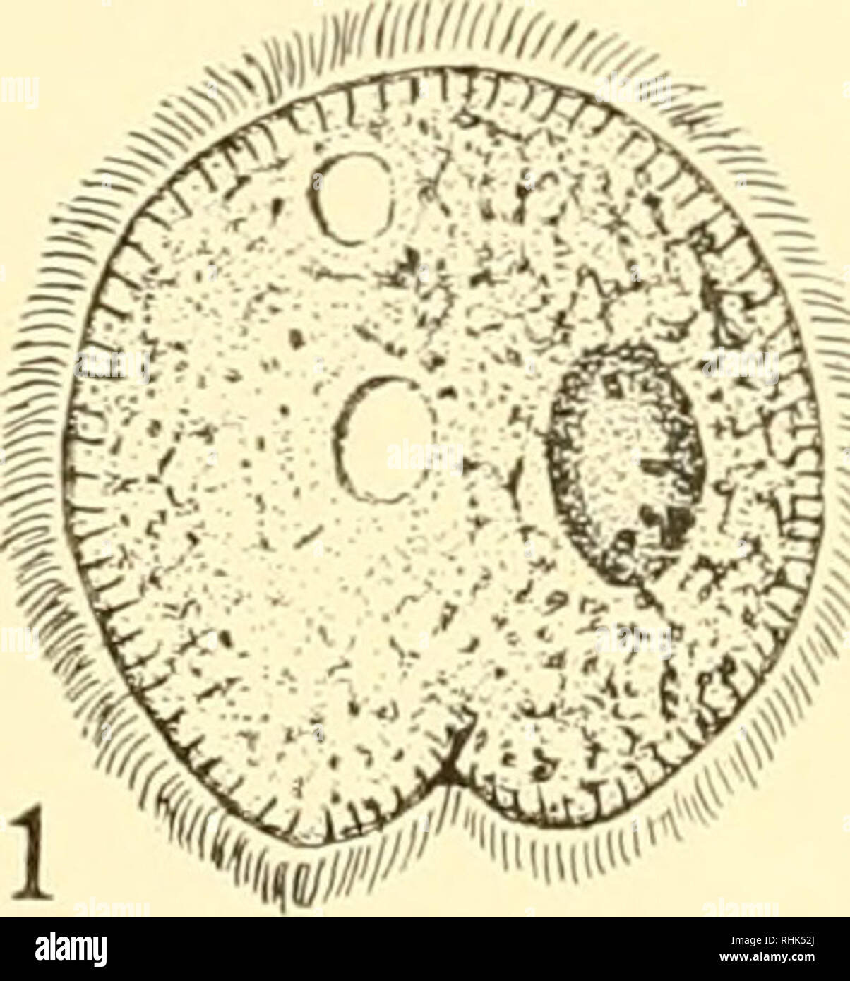 protozoa types