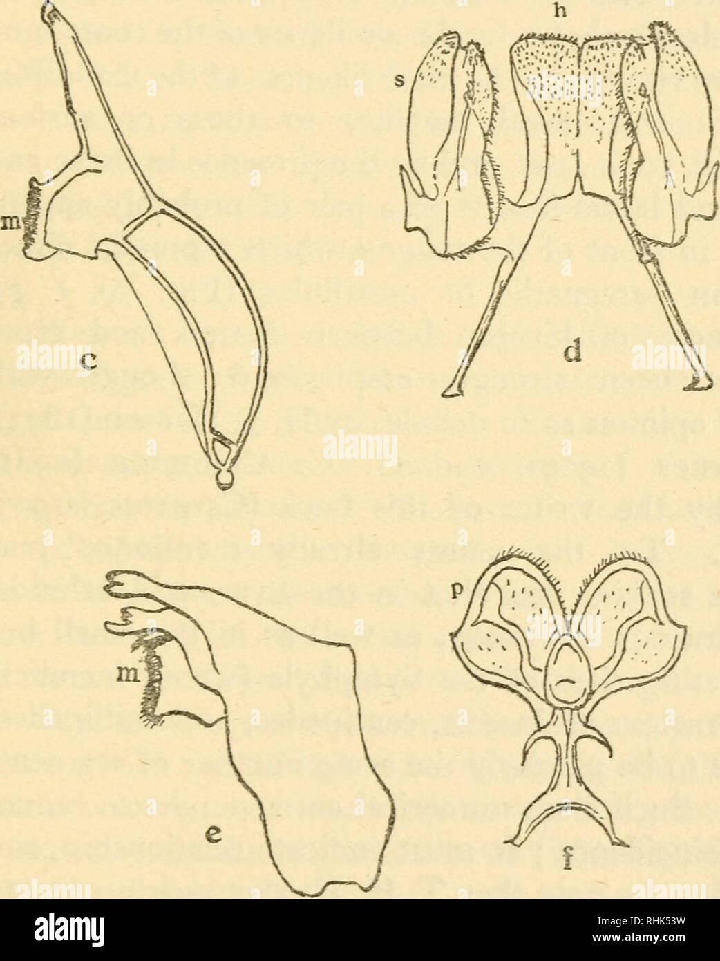 Heptagenia hi-res stock photography and images - Alamy