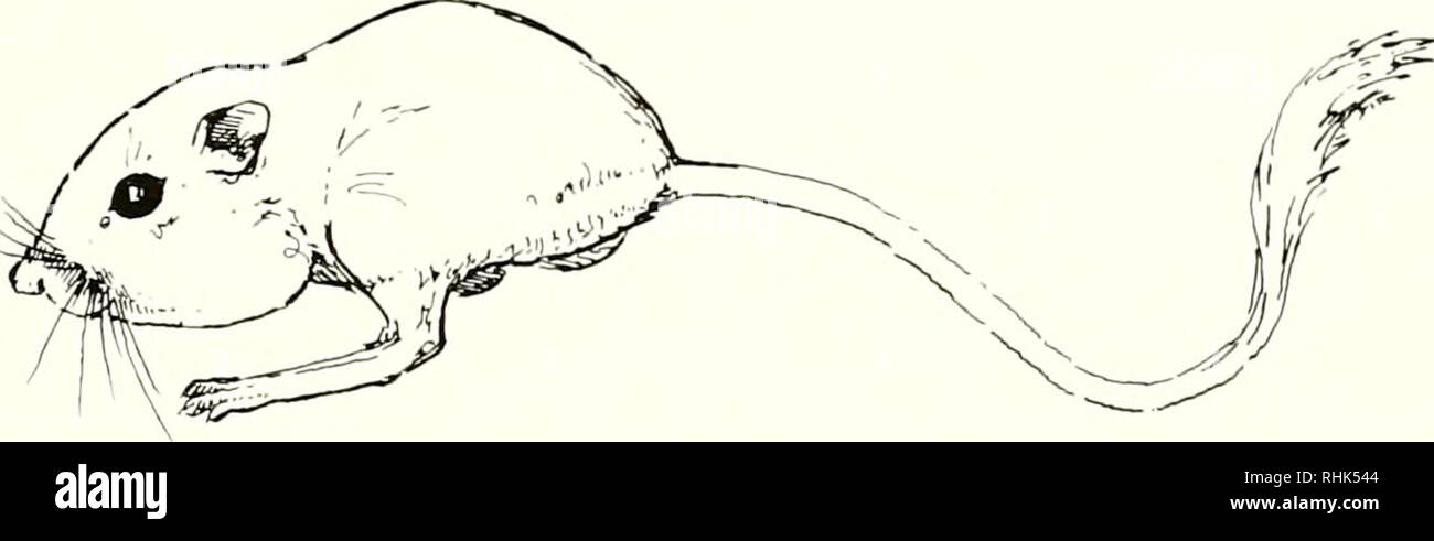 . Biology of the Heteromyidae. Heteromyidae. THE EVOLUTIONARY ...
