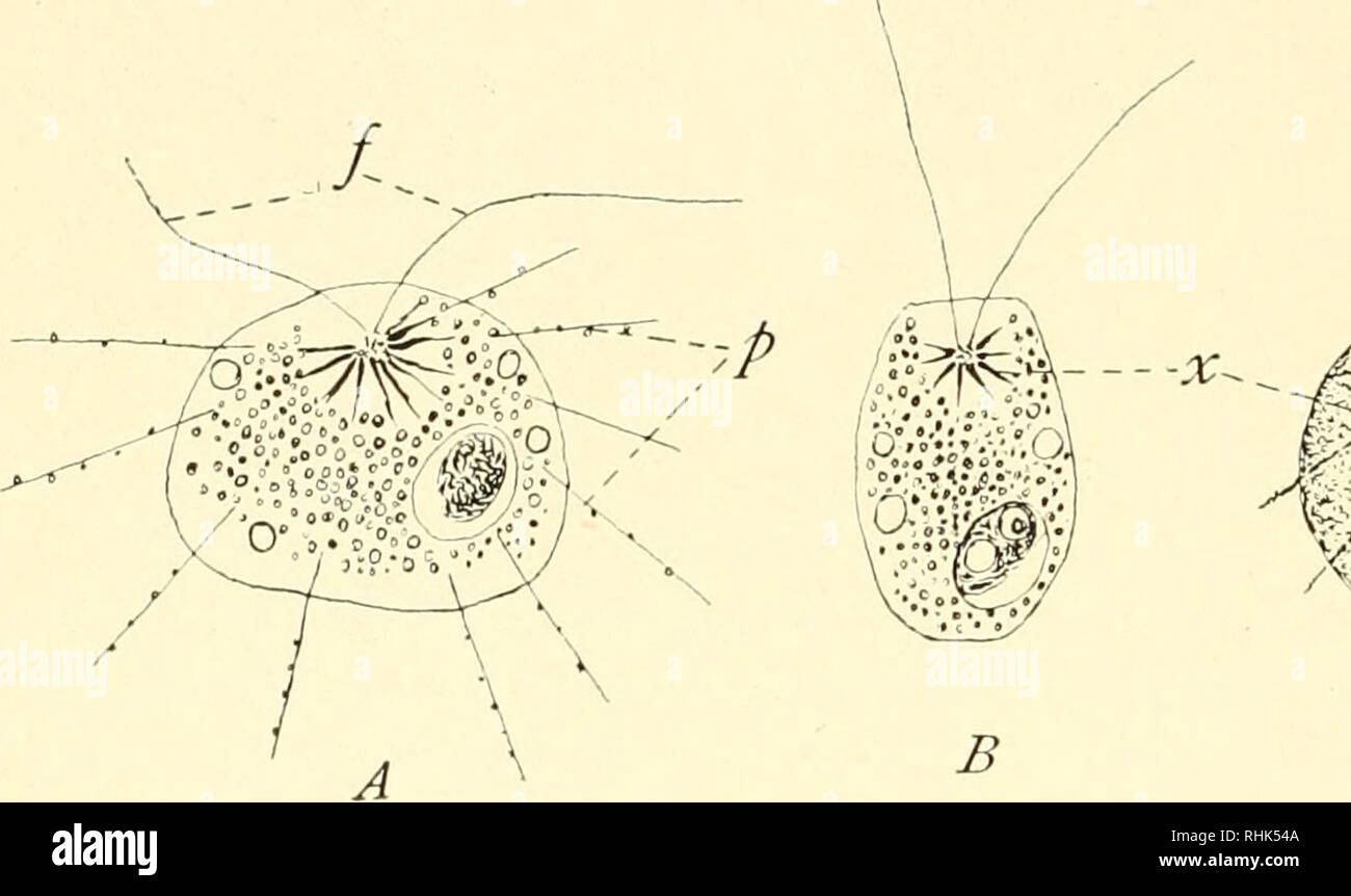 Protozoan Cell Diagram Protozoa Wikipedia