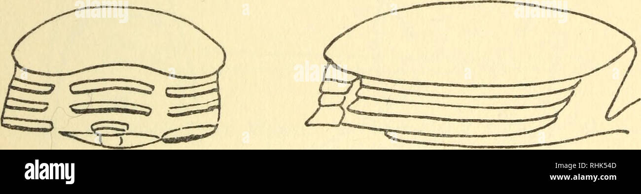 Spider abdominal surface hi-res stock photography and images - Alamy