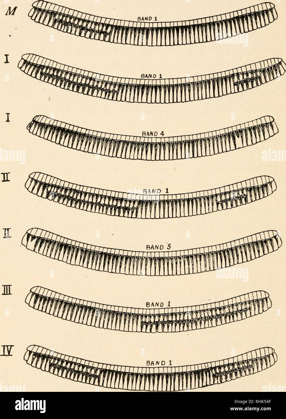 . The biology of twins (mammals). Twins. 138 THE BIOLOGY OF TWINS All ...