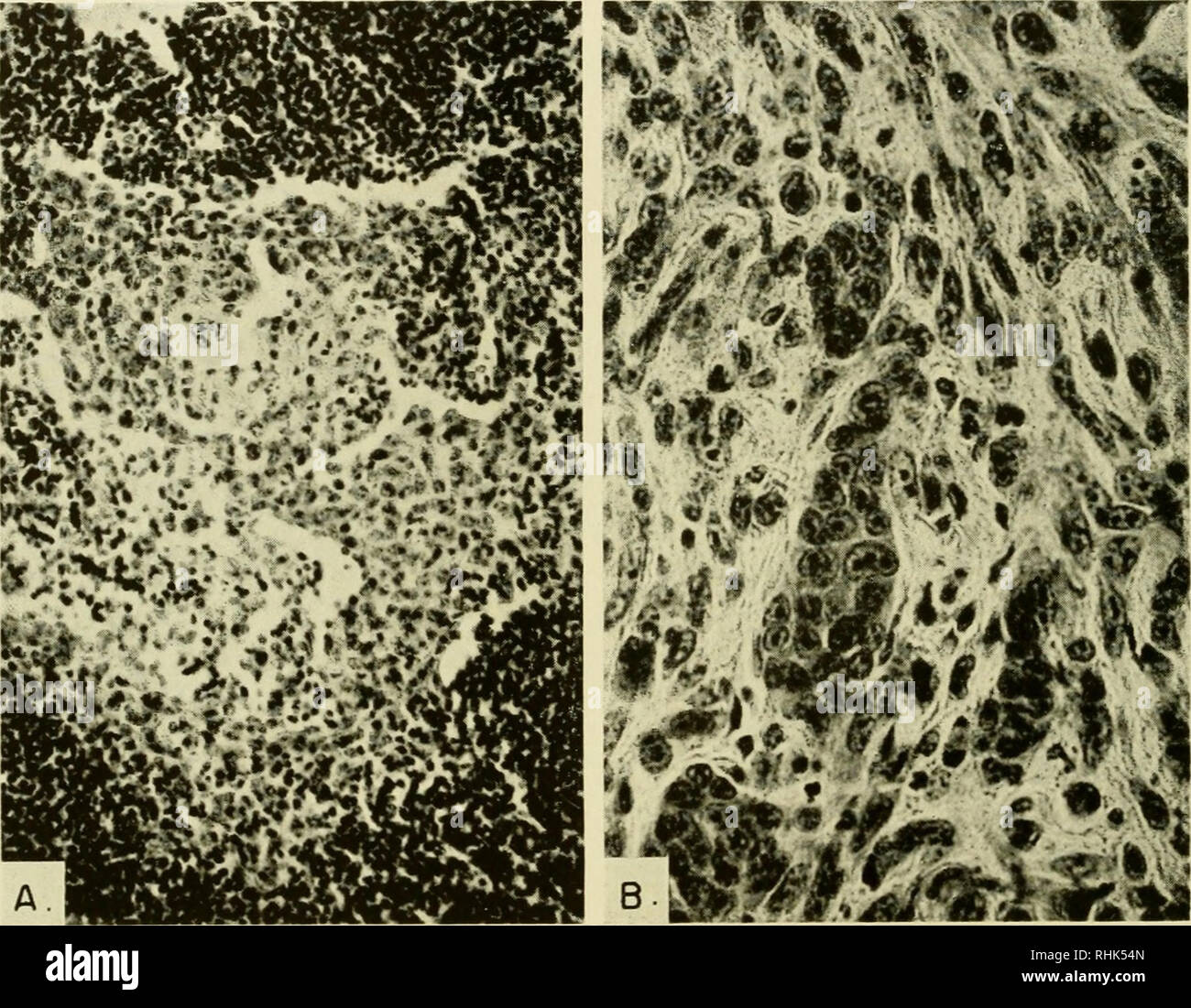 Fat mouse and normal mouse hi-res stock photography and images - Alamy