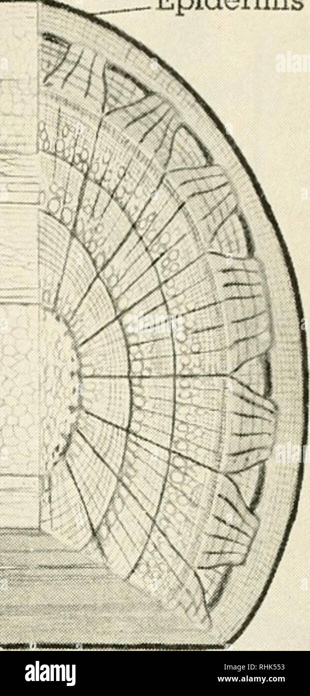 . Biology and man. Biology; Human beings. Three - year- old linden Cork ...