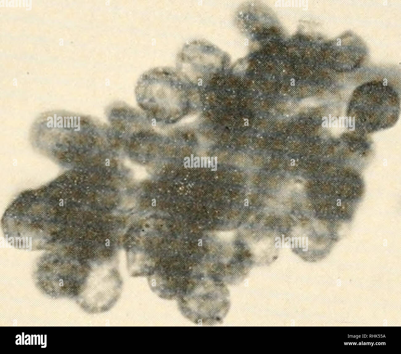 900x magnification hi-res stock photography and images - Alamy