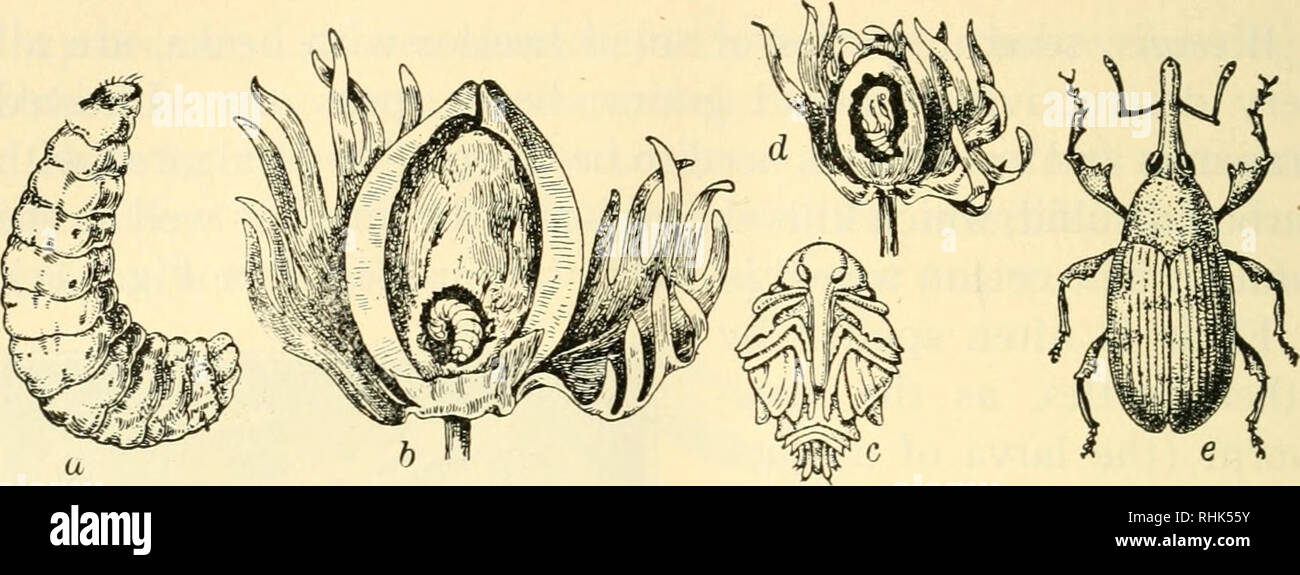. Biology and human life. Biology. 5^4 BIOLOGY AND HUMAN LIFE. Fig. 231 ...