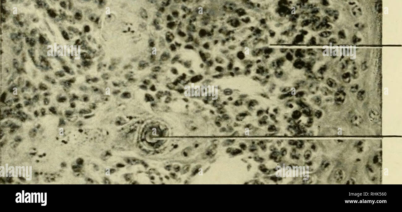 . Biology of the laboratory mouse. Mice as laboratory animals; Mice ...