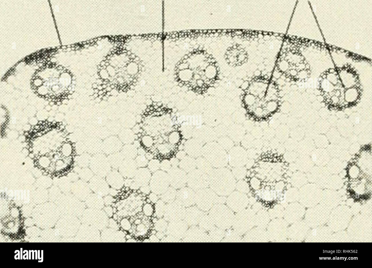 Ore shredded hi-res stock photography and images - Alamy