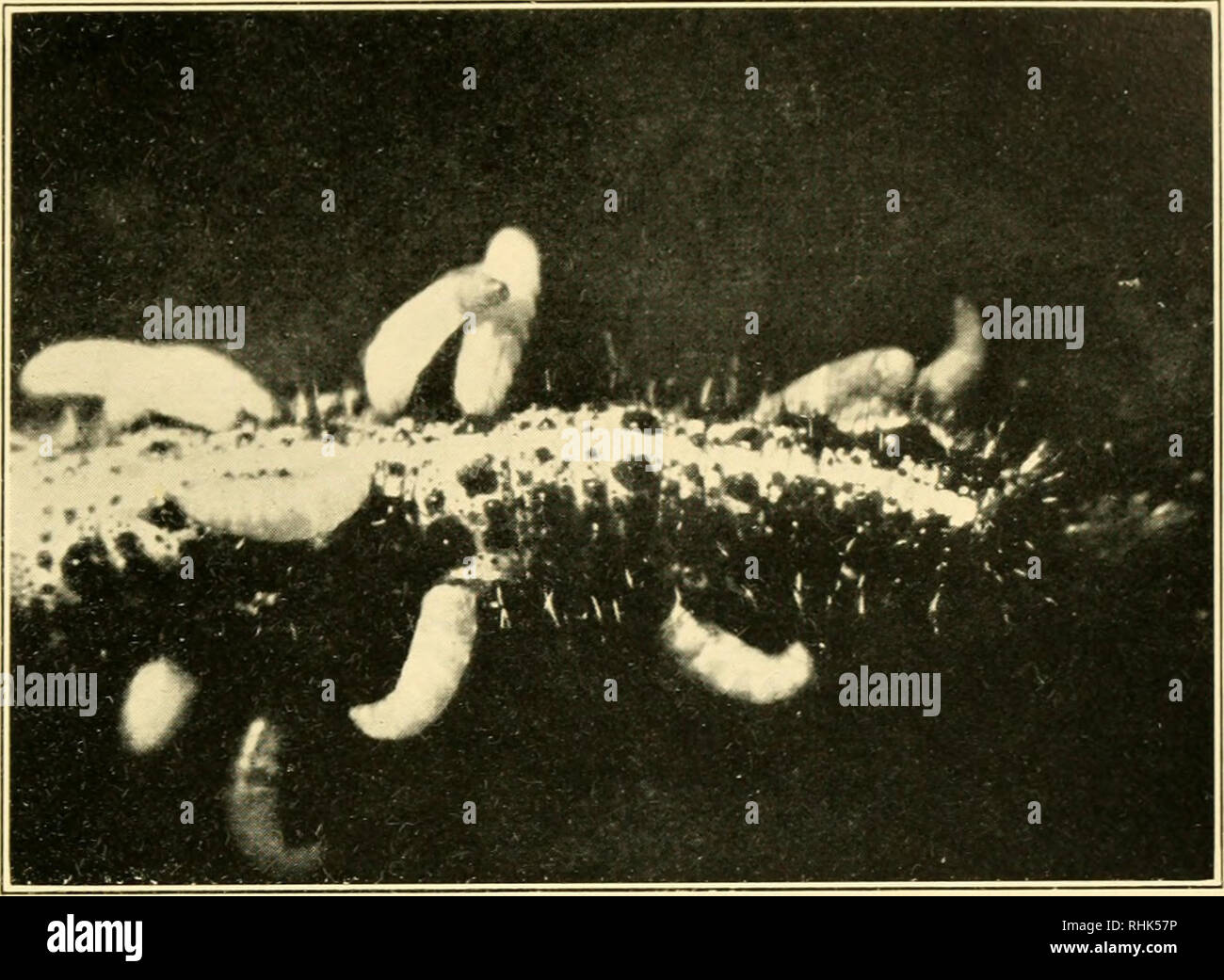 Apanteles glomeratus hi-res stock photography and images - Alamy