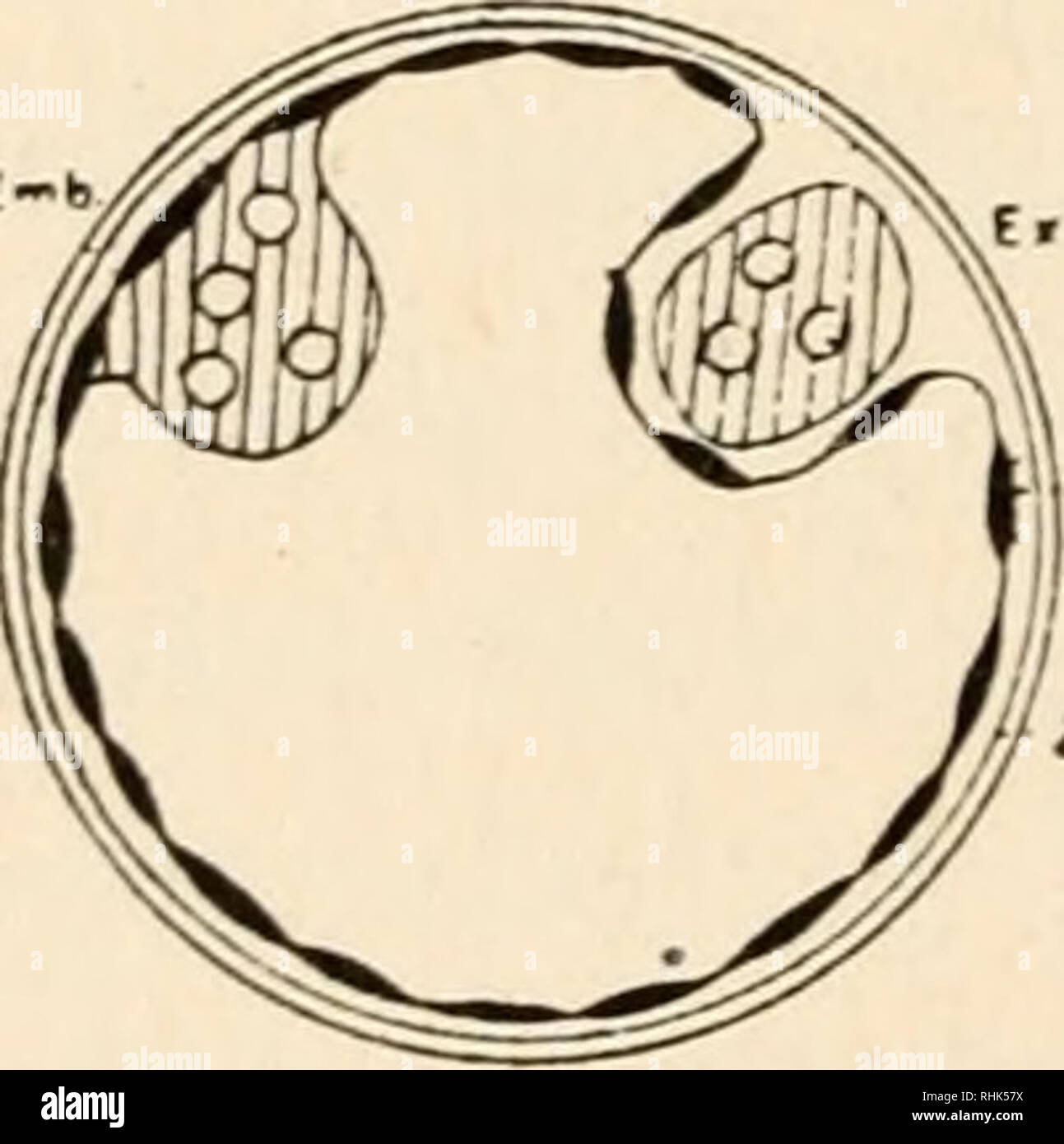 . The biology of twins (mammals). Twins. FiG. 35 Fig. 36 Figs. 35 and ...