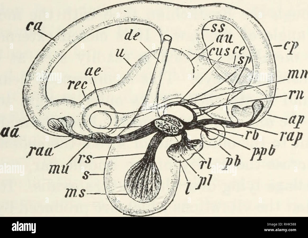 . The biology of the frog. Frogs. THE SENSE ORGANS 351 which is filled ...