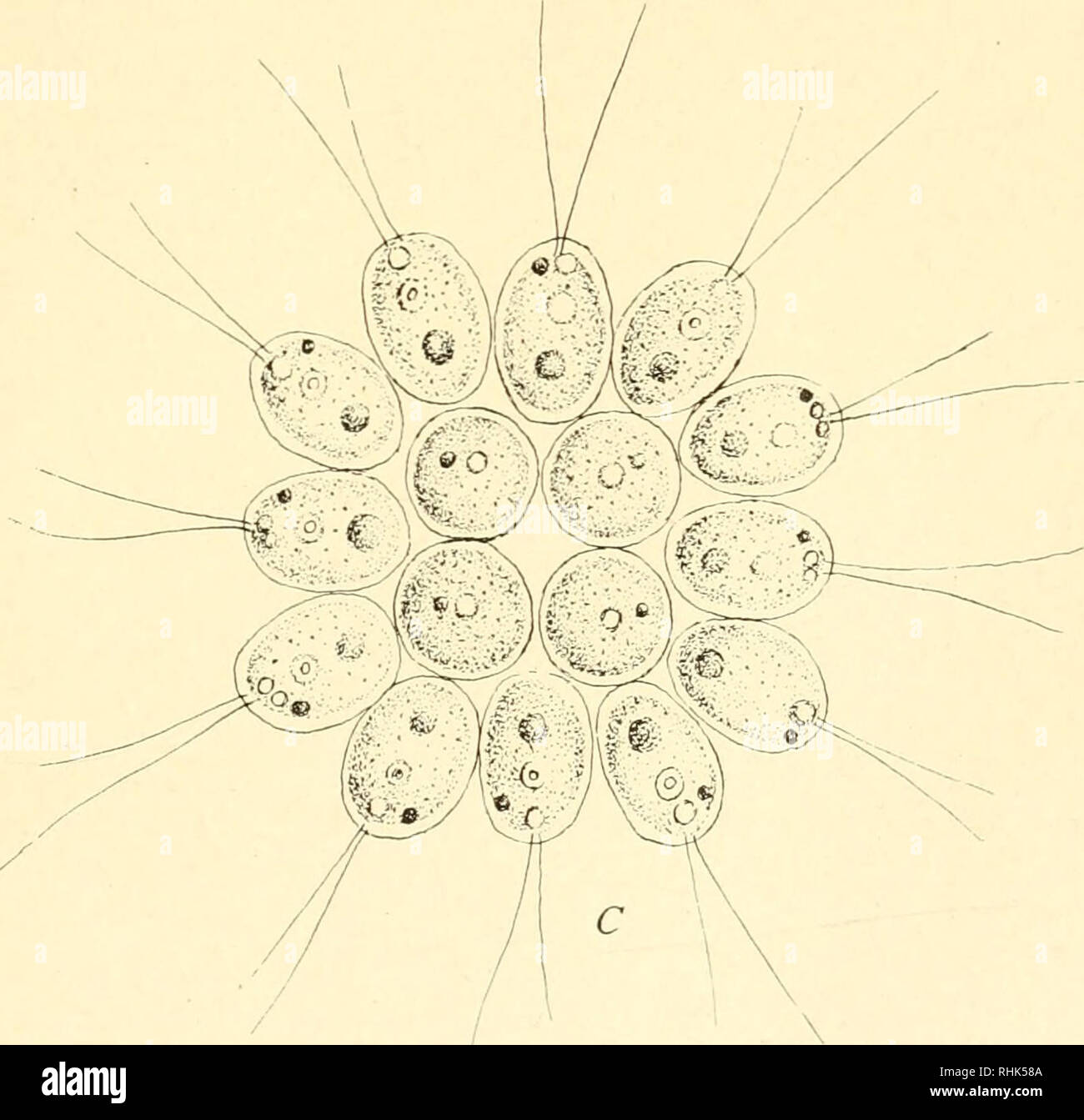 Protozoa Intestinal & Urogenital Protozoa | Basicmedical Key