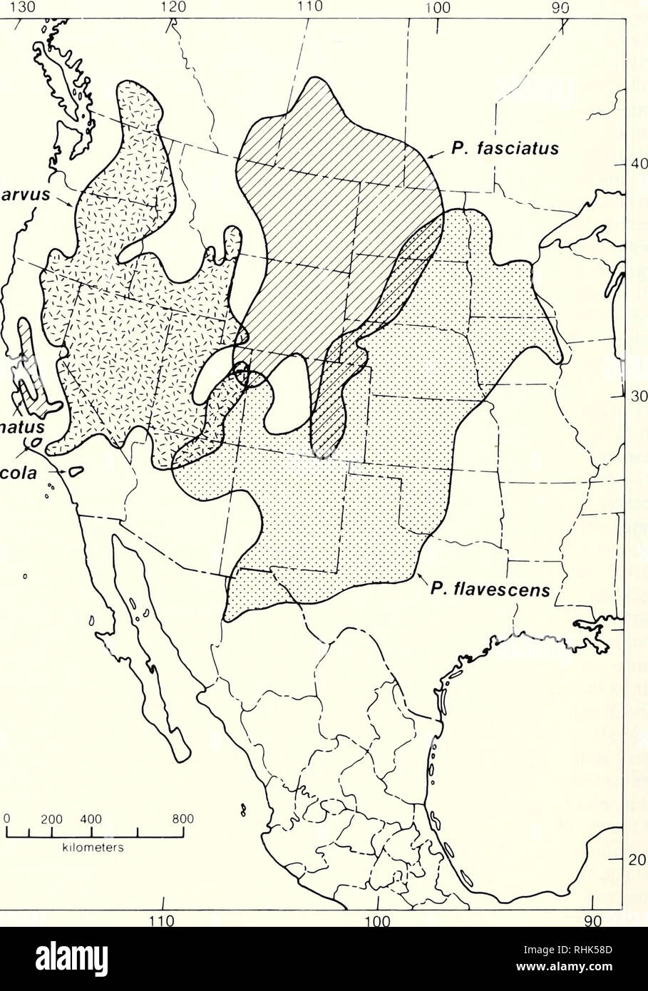 Perognathus parvus hi-res stock photography and images - Alamy