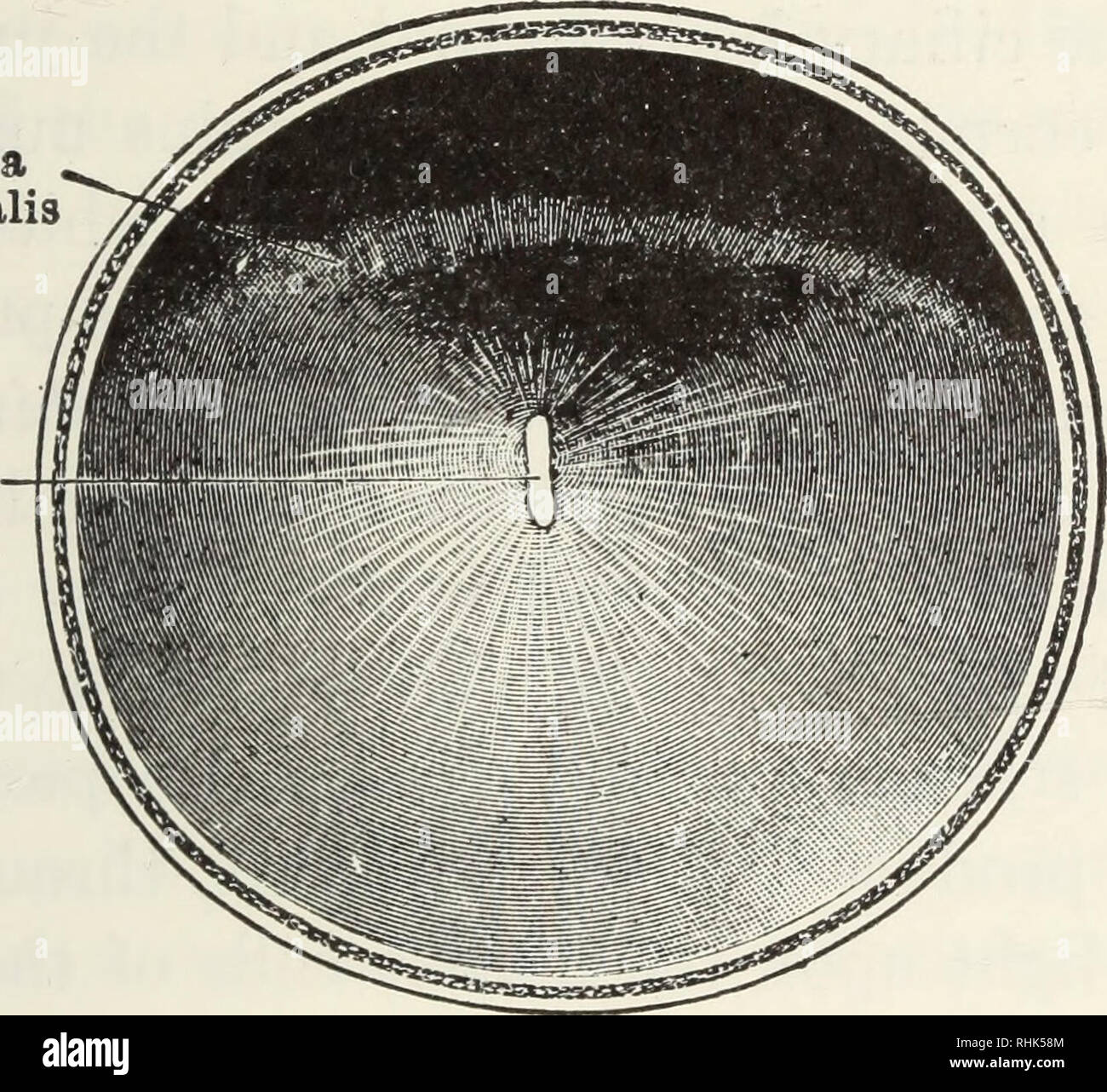 . The biology of the frog. Frogs. THE SENSE ORGANS 347 in an antero ...
