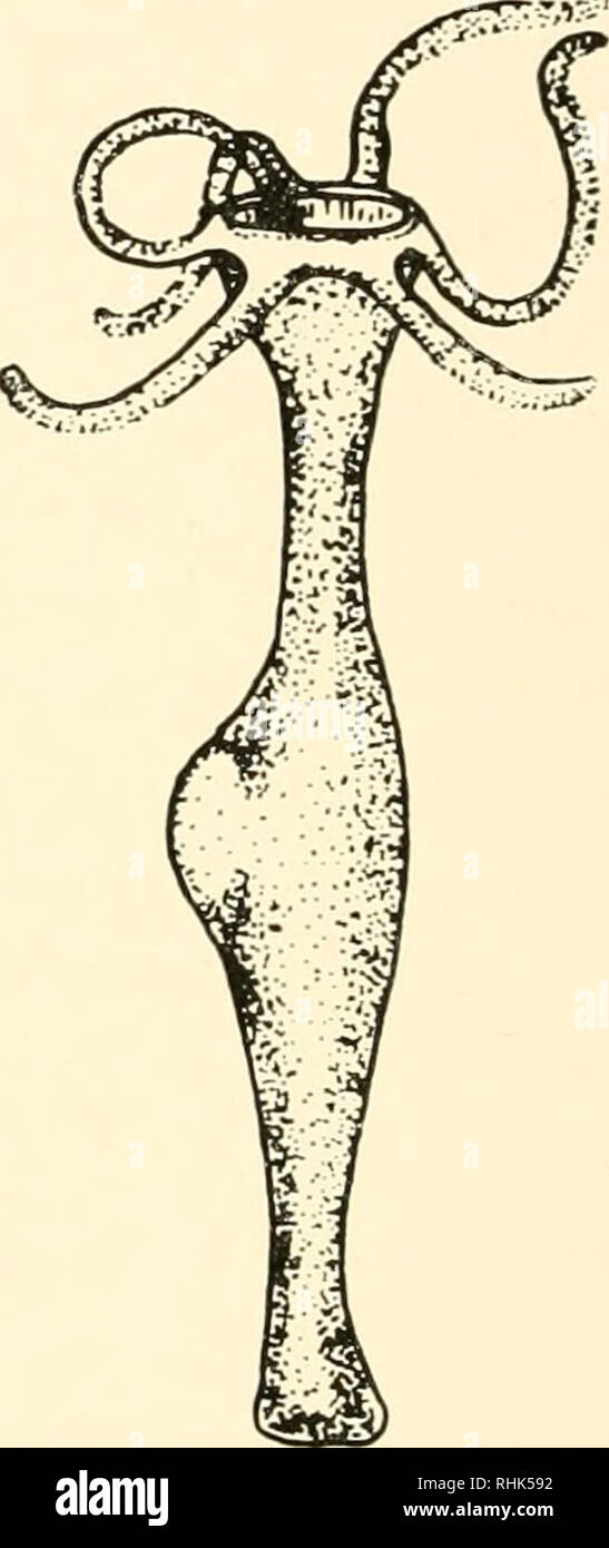 . The biology of hydra and of some other coelenterates, 1961. Hydra ...