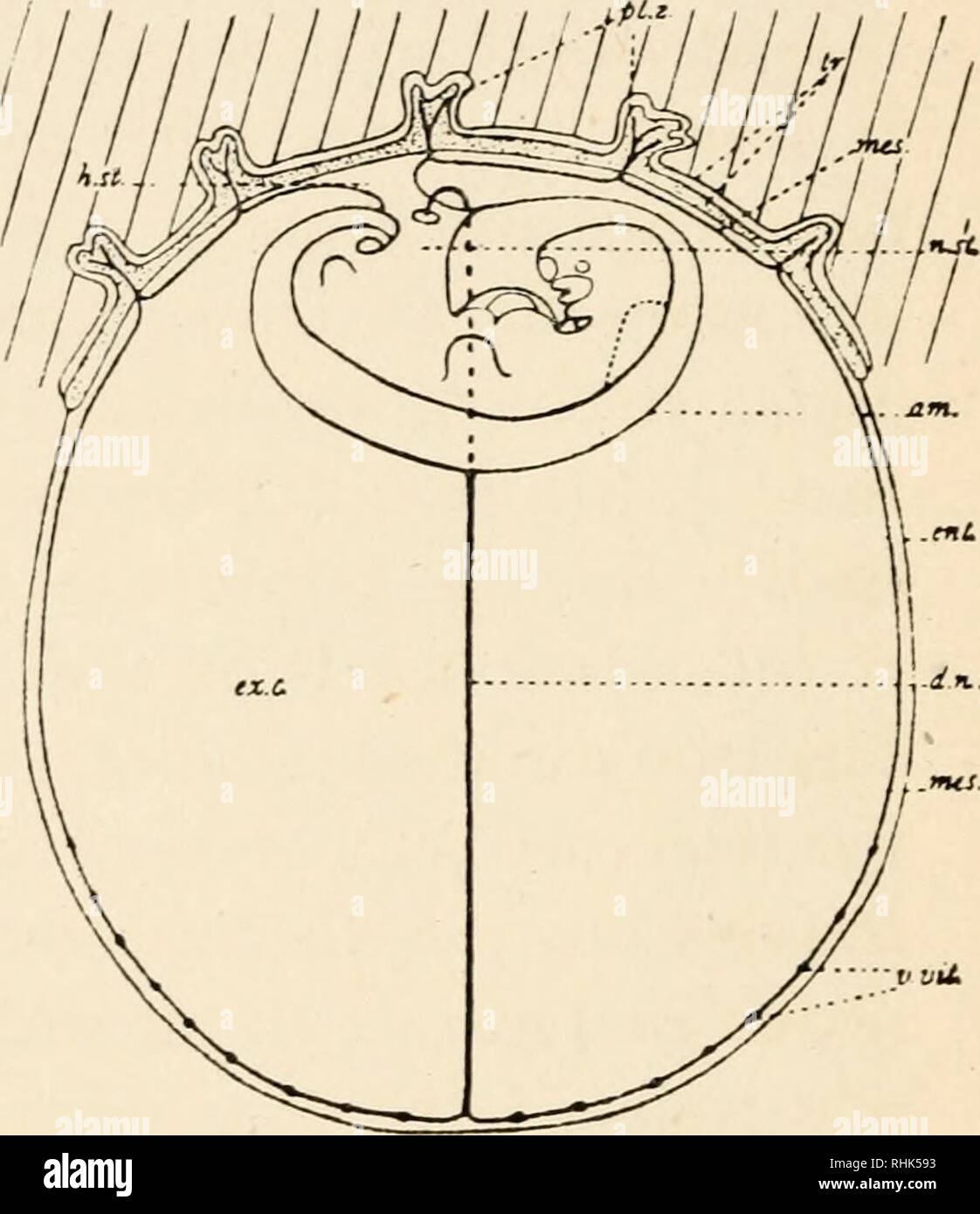 Armadillo peludo hi-res stock photography and images - Alamy