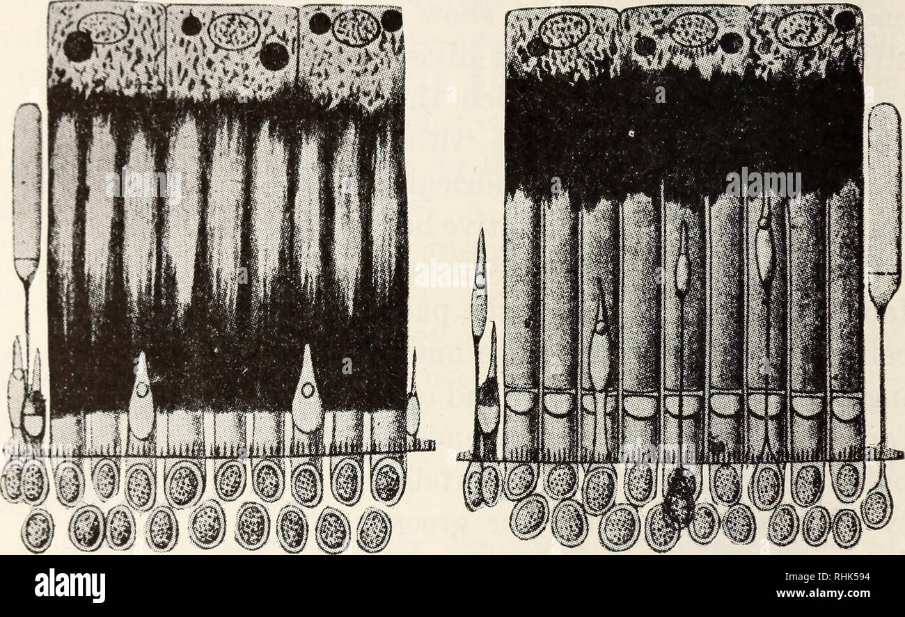 . The biology of the frog. Frogs. 346 THE BIOLOGY OF THE FROG that of ...