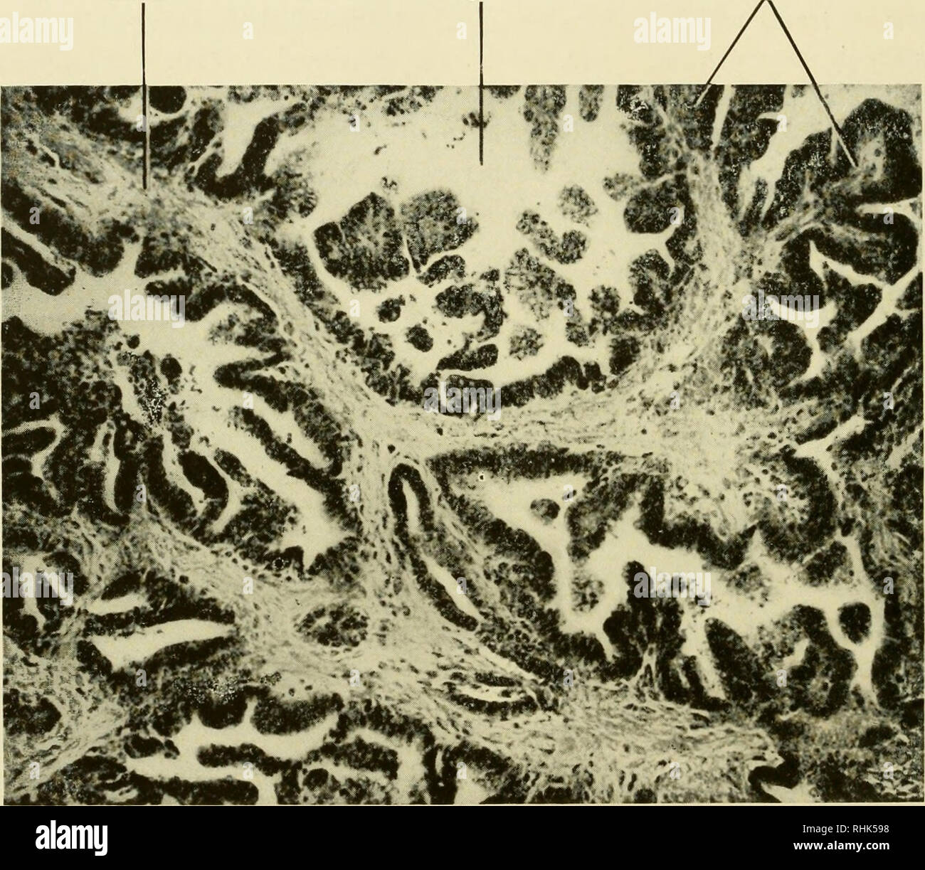 Mammary gland mouse hi-res stock photography and images - Alamy