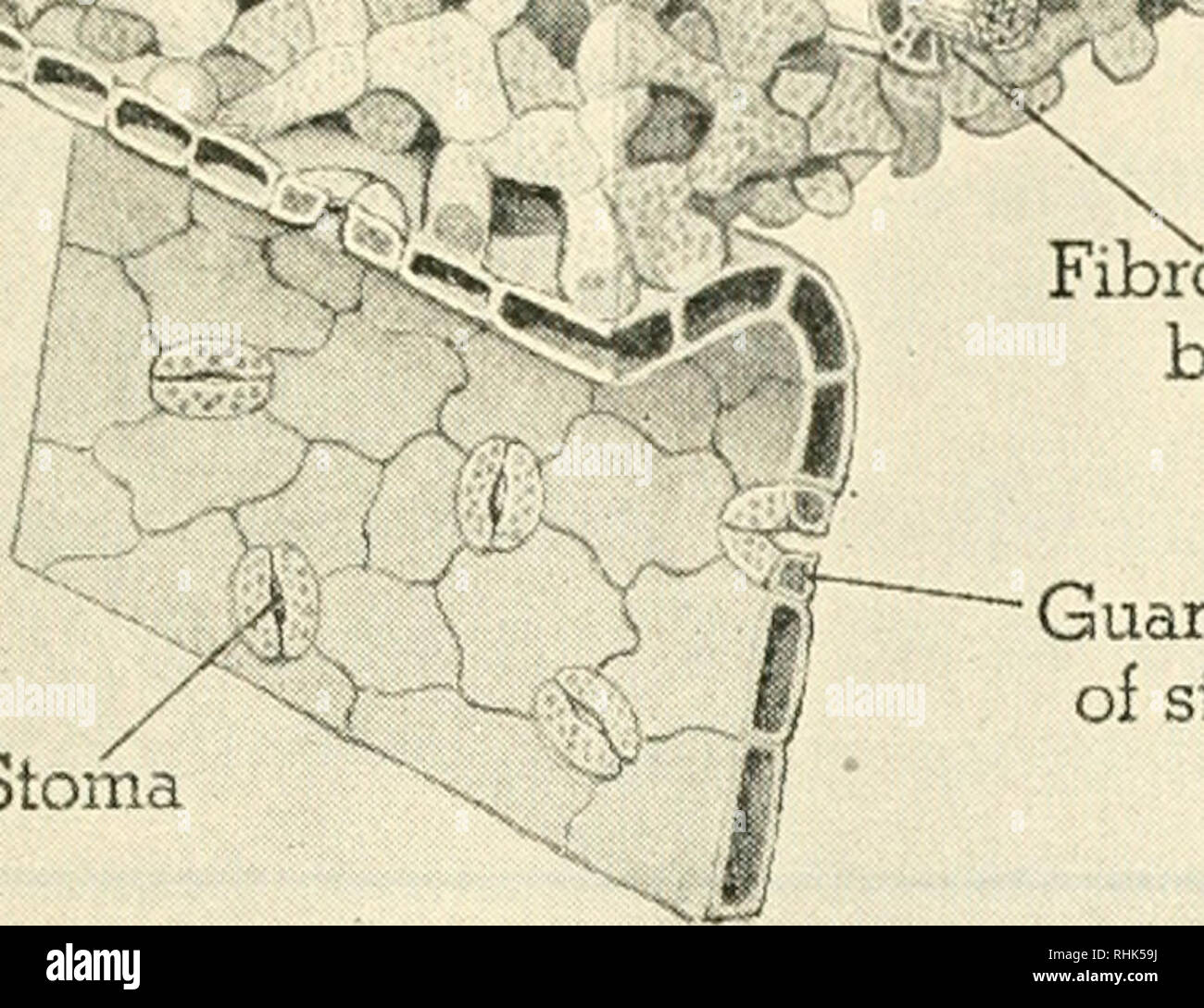 Palisade Cell Stock Photos & Palisade Cell Stock Images - Alamy