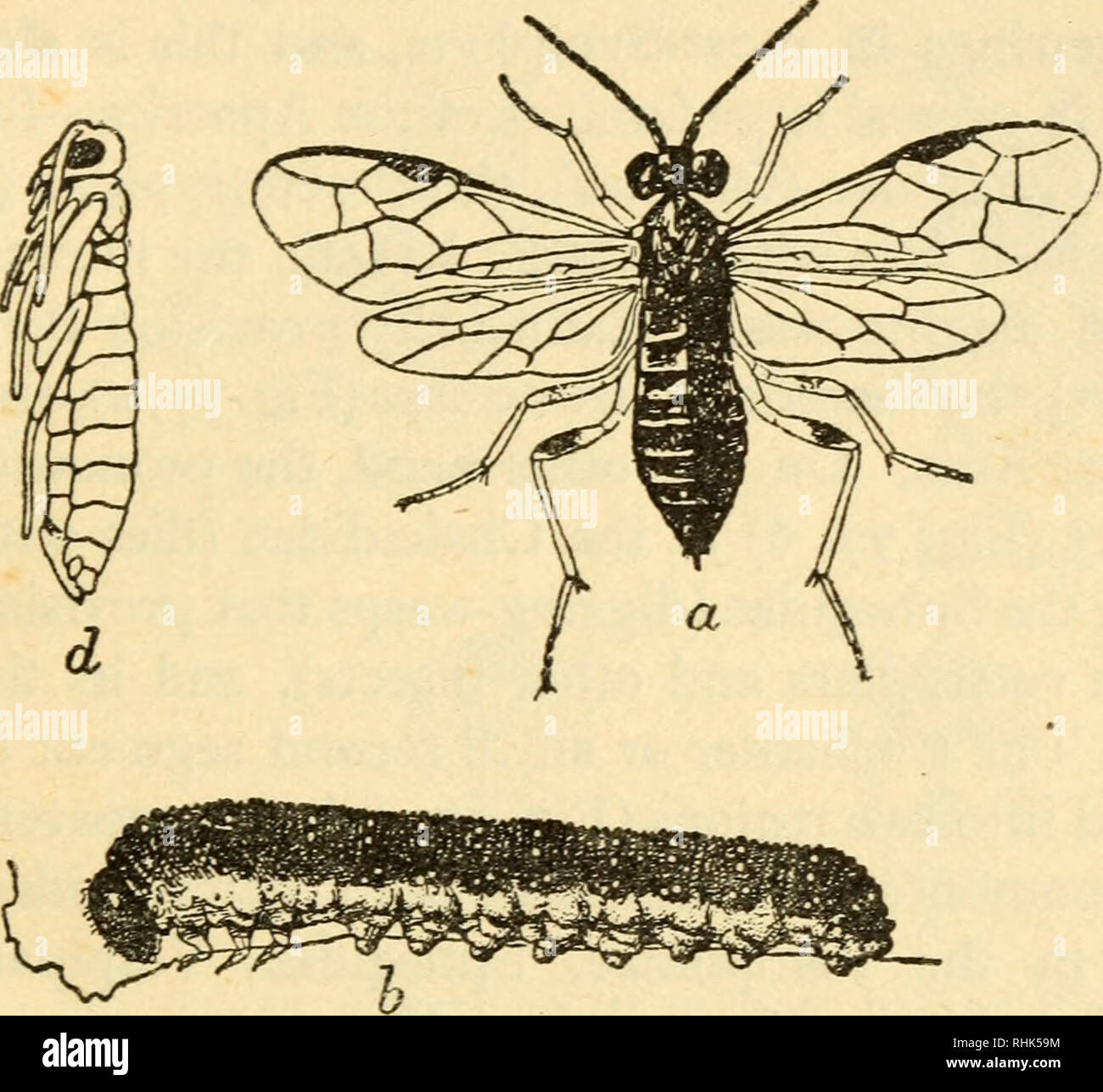 . The biology of insects. Insects -- Biology. CLASSIFICATION 319 agree ...
