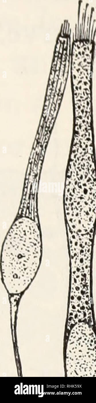 . The biology of the frog. Frogs. 340 THE BIOLOGY OF THE FROG. are very ...