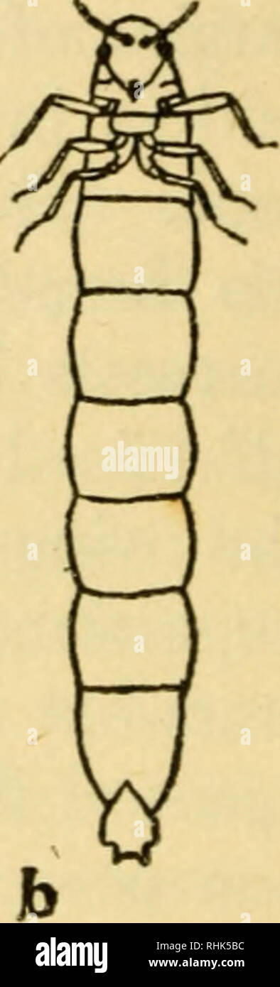 . The biology of insects. Insects -- Biology. Fig. 72.—Chironomid Midge ...