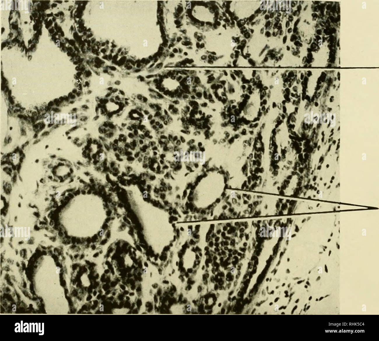 . Biology of the laboratory mouse. Mice as laboratory animals; Mice ...