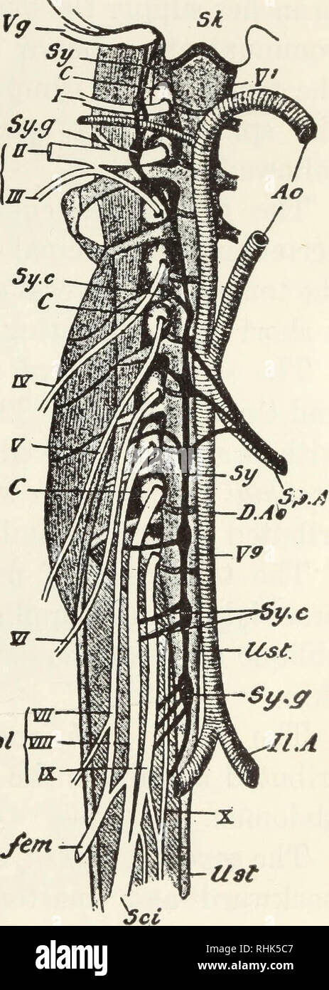 . The biology of the frog. Frogs. THE NERVOUS SYSTEM 305 nerves which ...