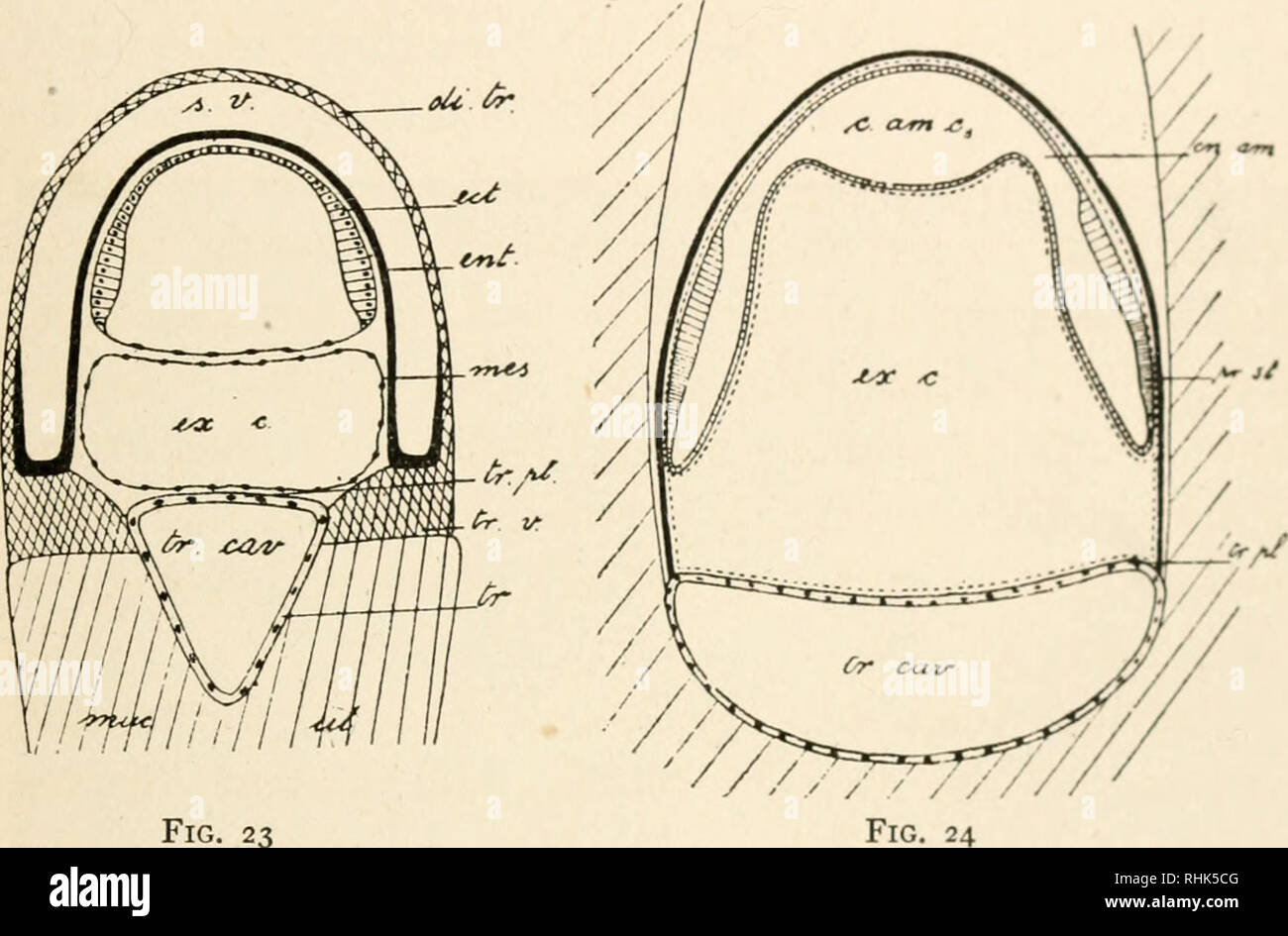 Dasypus hybridus hi-res stock photography and images - Alamy